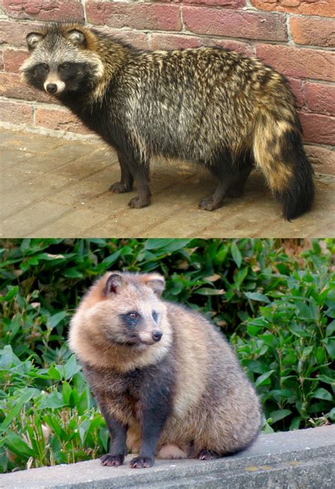 Raccoon Dogs Characteristics Behavior And Reproduction Facts And