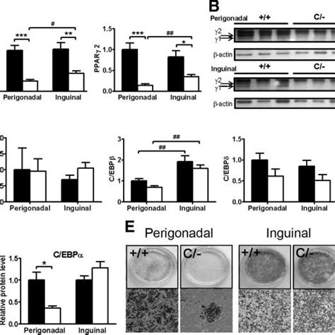 Gene Expression In Pparg C Wat Expression Of Genes For Ppar Target