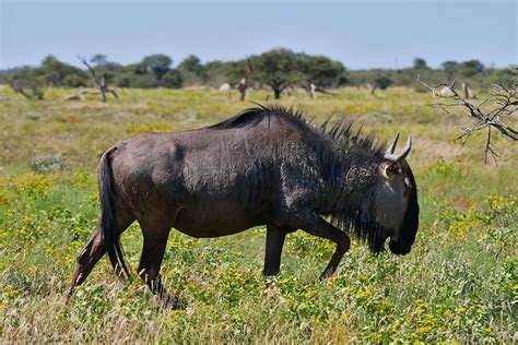 Kalahari Desert Animals And Plants