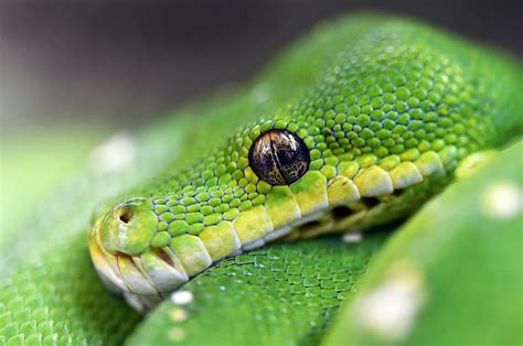 Python Library Hijacking On Linux With Examples By Cristian Cornea