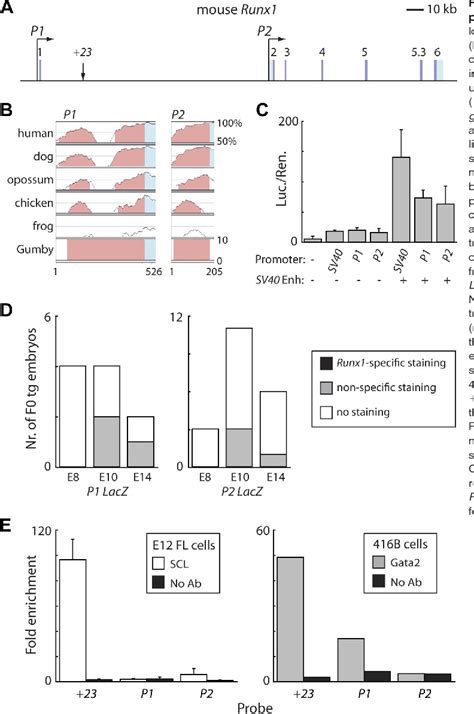 Figure 1 From The Mouse Runx1 23 Hematopoietic Stem Cell Enhancer Confers Hematopoietic