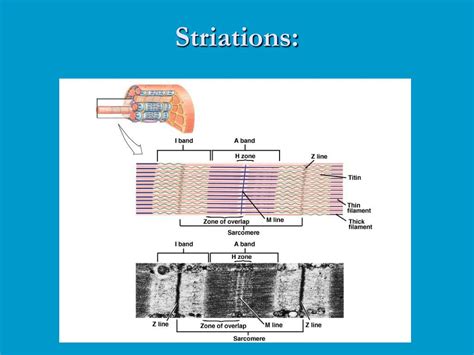 Ppt Muscle Physiology Powerpoint Presentation Free Download Id551436