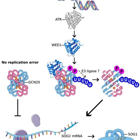 Figure Replication Stress Responses Are Controlled At The Download Scientific Diagram