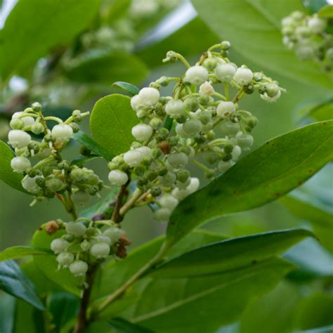 He Huckleberry Lyonia Ligustrina Plant Care And How To Grow Water