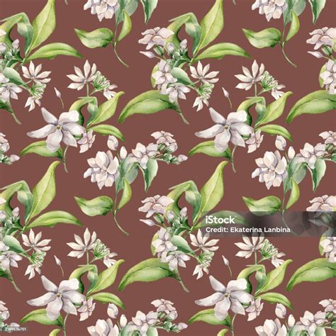 재스민 뭉치 새싹 잎 절연 잎의 수채화 완벽 한 패턴 부드러운 색으로 손으로 그린 흰 꽃의 질감이 반복되는 식물 꽃 단풍 배경 디자인 섬유 패키지 종이 0명에 대한 스톡