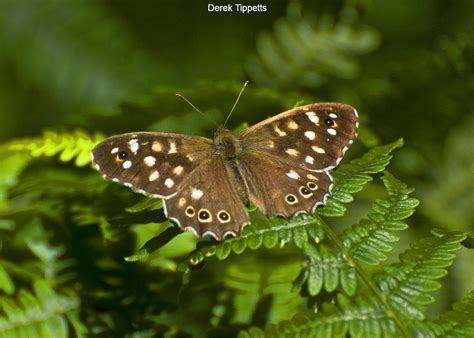 New Forest Butterflies New Forest Nature Photography