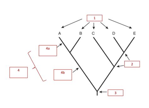 Eccb 301 Lab Quiz 2 Potential Parts Of A Tree Diagram Quizlet