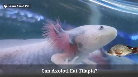Can Axolotl Eat Tilapia 5 Important Facts 2026