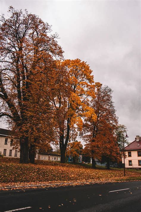 Atmosfera De Outono 가로수가 늘어선 거리 가을 가을 단풍 가을 사진 가을 색 가을 풍경 건물 경치 경치가 좋은 계절 계절의 변화 계절의