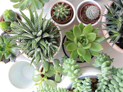 Plantas Con Raíz Pequeña Que Nunca Tendrás Que Trasplantar