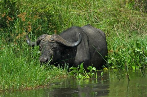 What Does A Water Buffalo Symbolize At David Rogge Blog