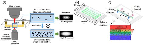 Optical Density Measurement Of Bacterial Cells At Nicole Routh Blog