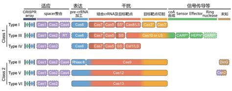 Crispr基因编辑技术的发展与应用 知乎
