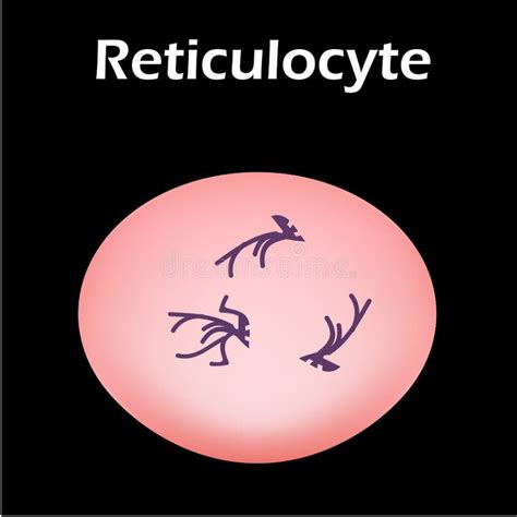 Reticulocyte Stock Illustrations 38 Reticulocyte Stock Illustrations Vectors And Clipart