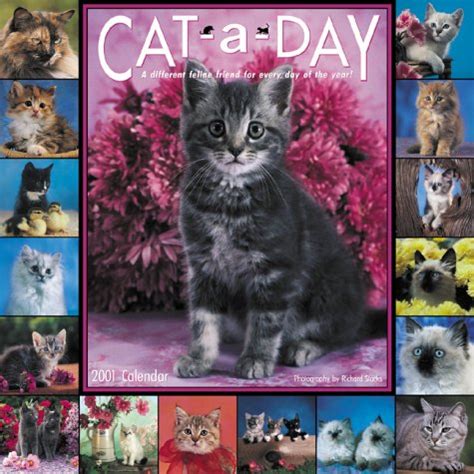 Cat A Day Stacks Richard 9780768337266 Books