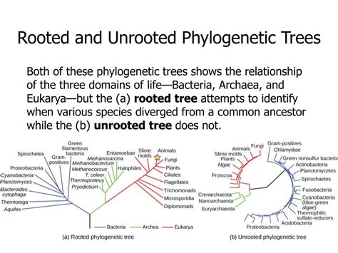 Ppt Exploring The Theory Of Evolution Biology For Majors Powerpoint
