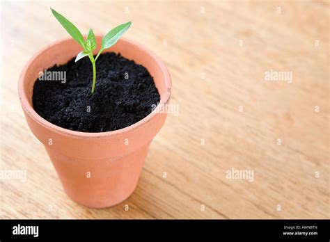 Seedling In A Pot Stock Photo Alamy