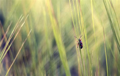 Beetle In Grass Copyright Free Photo By M Vorel Libreshot