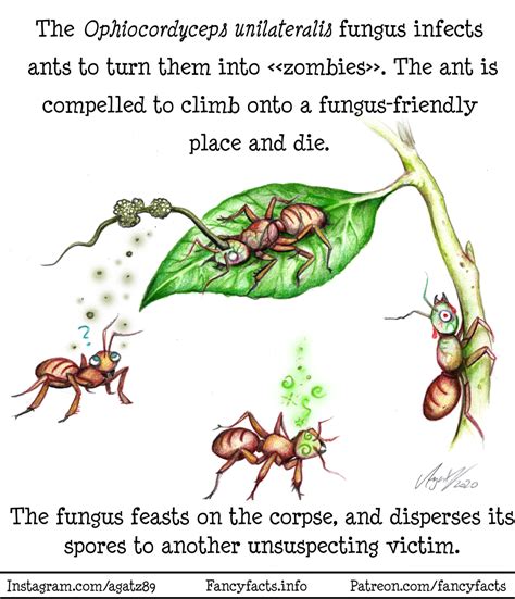 Ophiocordyceps Unilateralis Life Cycle