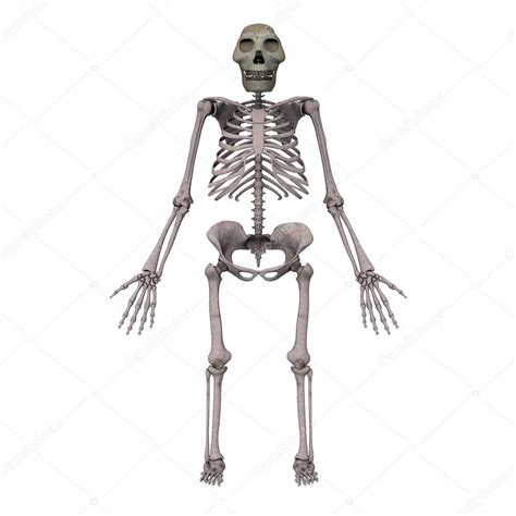 El Australopithecus Afarensis 2022