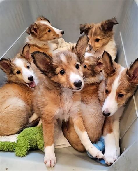 Adorable Sheltie Puppies For Adoption And Rehoming