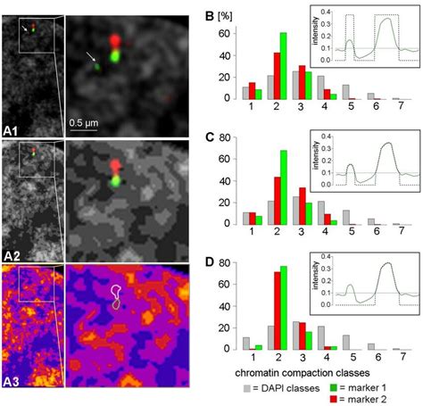 3d Mapping Of Two Contiguous Dna Probes Relative To Chromatin