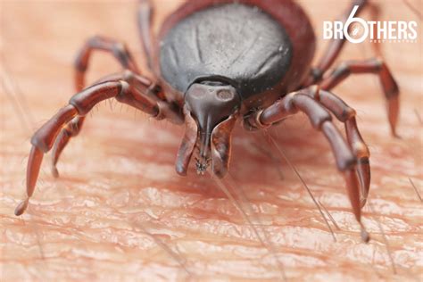 Spider Bite Vs Tick Bite Identify And Prevent Risks