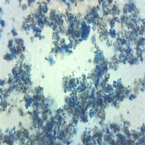 Saccharomyces Cerevisiae Prepared Microscope Slide 75 X 25mm