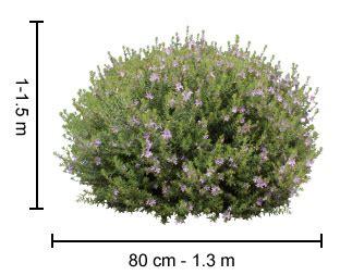 Blue Gem™ Westringia Is A Native Shrub With Vivid Bluish Purple Flowers
