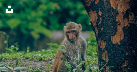나무 옆에 앉아 있는 사자 사진 Unsplash의 무료 회색 이미지