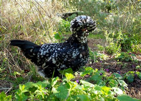 Marans Chicken Breed History Characteristics Temperament And Comb Type