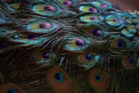 Premium Photo Peacock Tail Texture Beautiful Pattern Premium Photo Peacock Tail Texture Beautiful Pattern