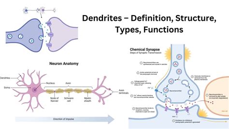 Smell Organs Olfactory Receptor Central Olfactory Pathways