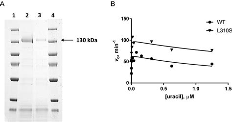 Purification And The Activity Assay Of The Recombinant Dpyd A The