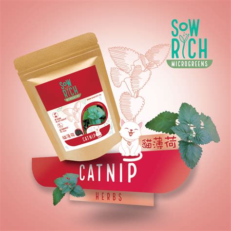 Catnip Herb Seeds 猫薄荷 0 2g 1g Sow Rich