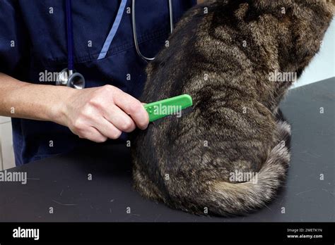 Year Old Male Cat Vet Checking For Fleas Using Flea Comb Stock Photo Alamy