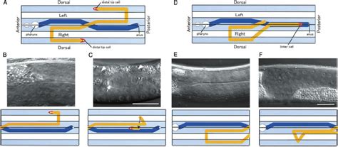 Morphogenesis In C Elegans Gonads A Dtc Migration In Download Scientific Diagram