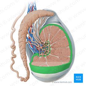 Testes Anatomy Definition And Diagram Kenhub