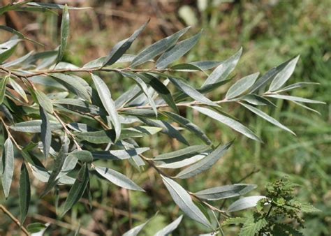 Willow Tree Varieties At Roosevelt Nelson Blog