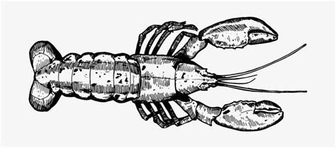 Lobster Drawing Black And White Lobster Drawing Png Png Image