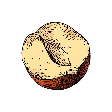 Premium Vector Hazelnut Nut Natural Sketch Hand Drawn Vector