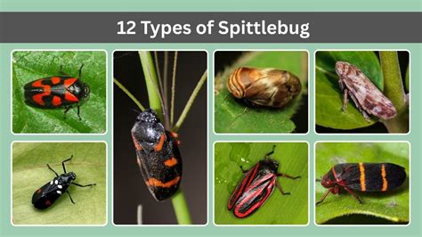 12 Types Of Spittlebug Identification Habitat Behaviors And Diet