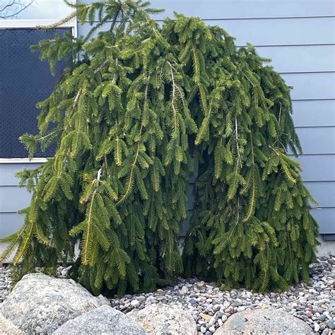 Weeping Norway Spruce The Old Yew Plant Shop