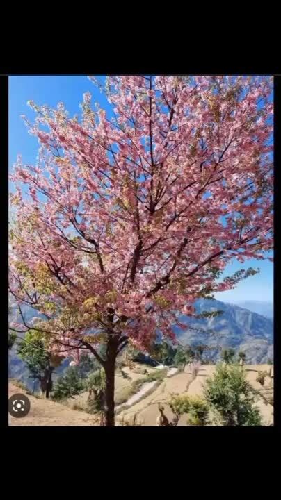 [video] Deepa Rawat Posted On Linkedin