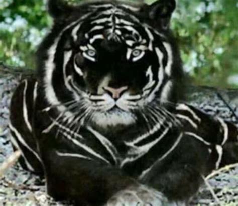 Melanistic Tiger
