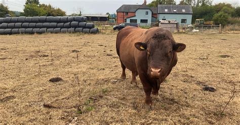 1 Pedigree Red Ruby Devon Breeding Bull Sellmylivestock The Online