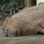 Exhausted Capybara Tumblr Tumbex