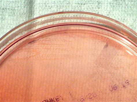 Free Picture Colonial Morphology Gram Negative Brucella Suis Bacteria