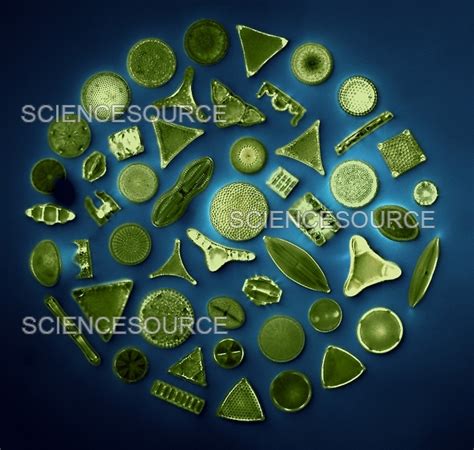 Marine Diatoms Species