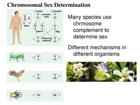 Ppt Chapter The Chromosomal Basis Of Inheritance Powerpoint Presentation Id